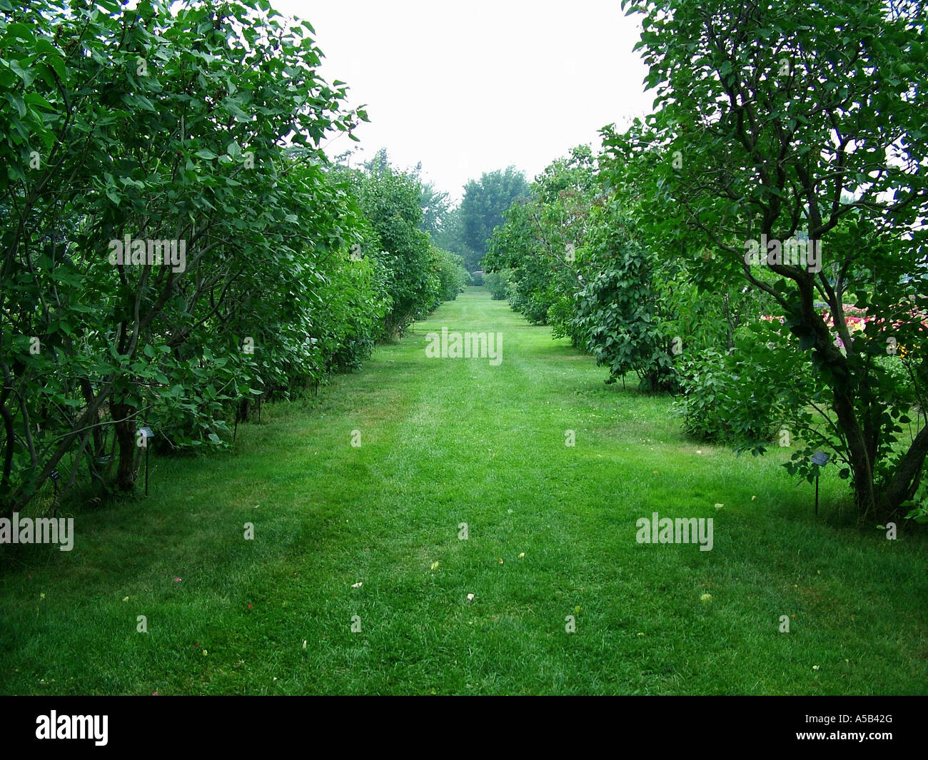 Corridor between grove of trees Stock Photo - Alamy