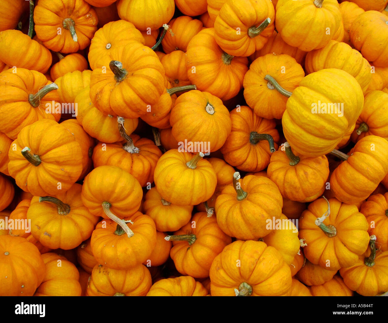 Small pumkins hi-res stock photography and images - Alamy