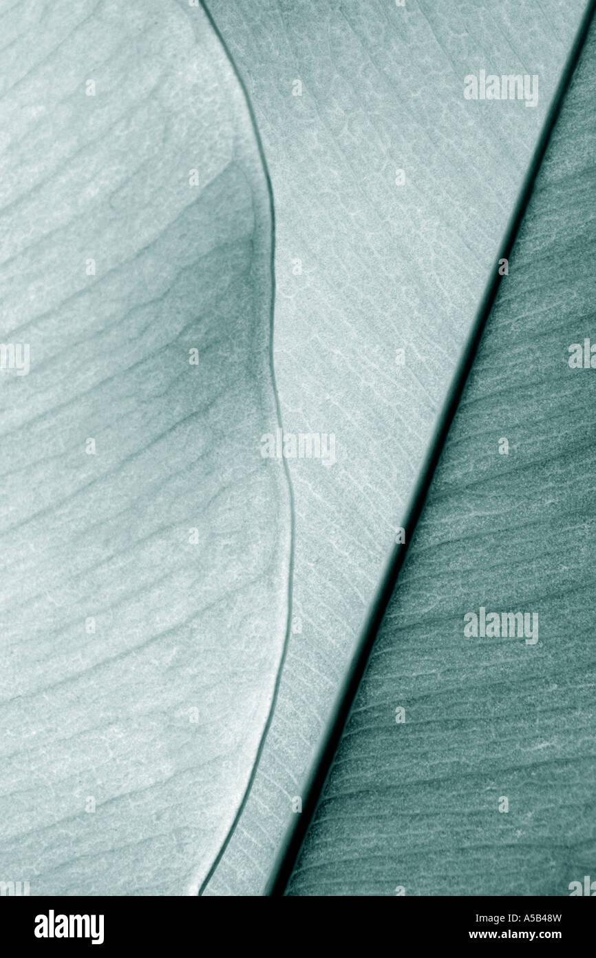 Layered growth hi-res stock photography and images - Alamy