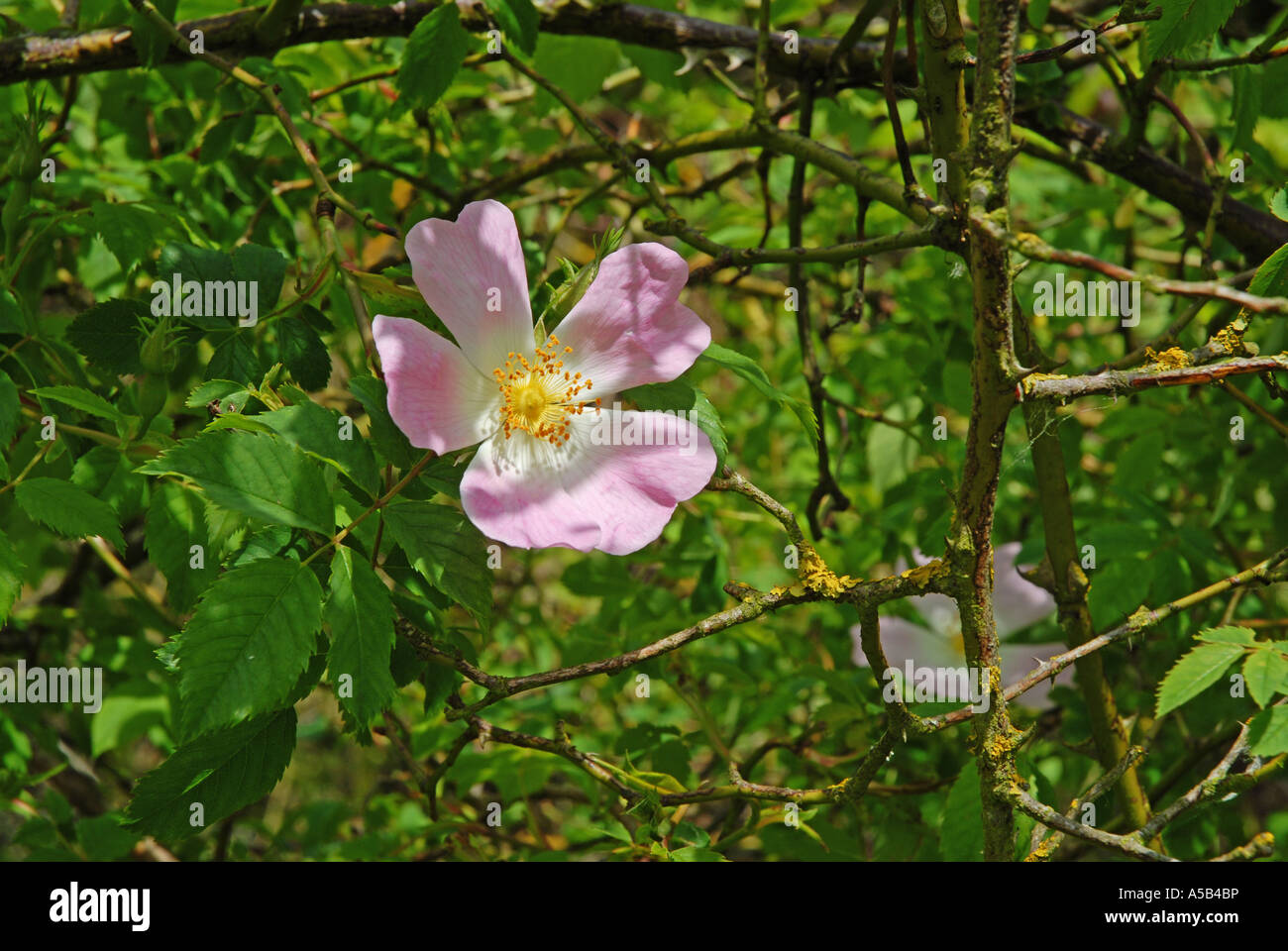 Woods hedge spring sum hi-res stock photography and images - Alamy
