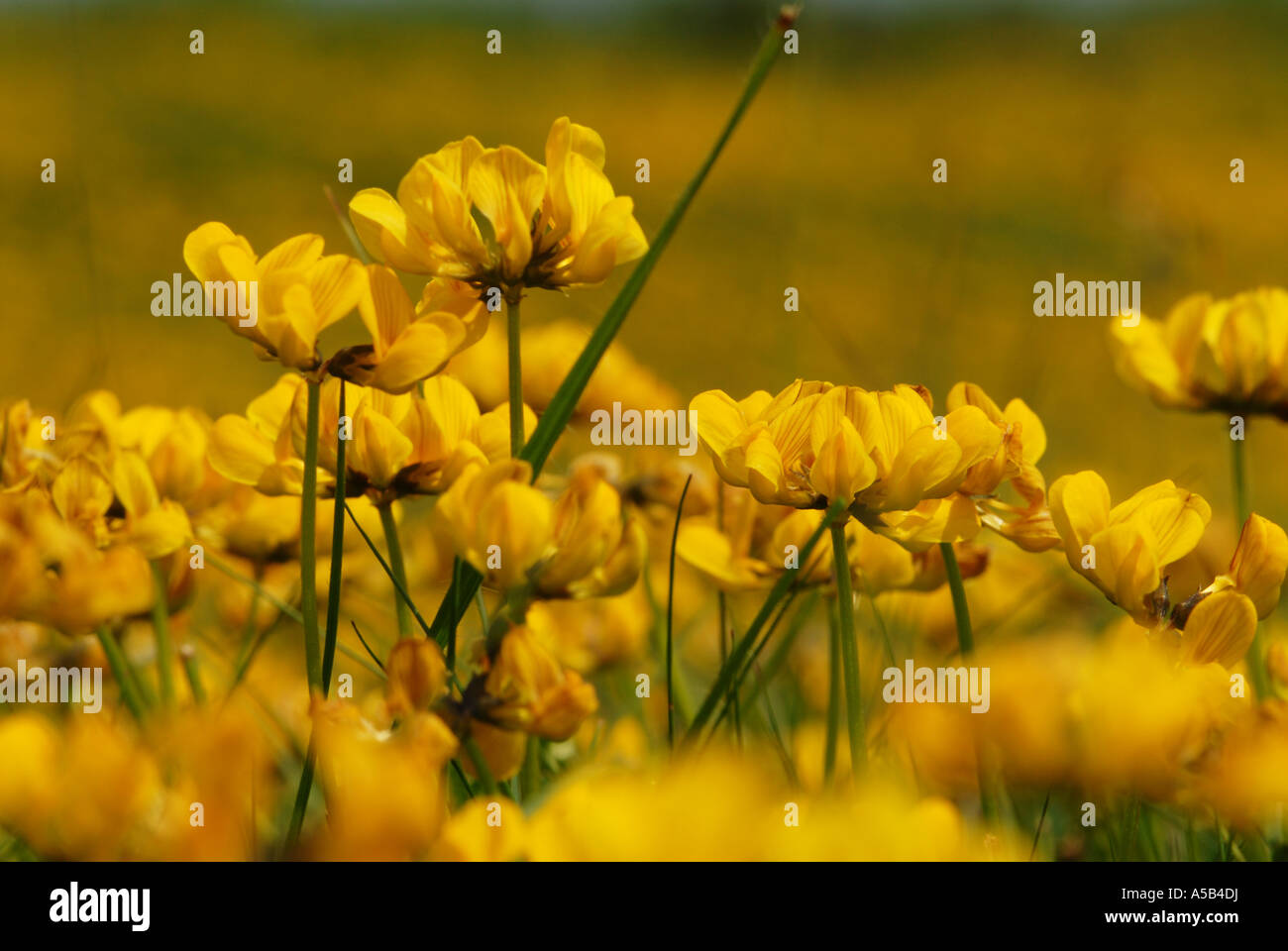 Stunning display of Birds-foot trefoil Stock Photo - Alamy