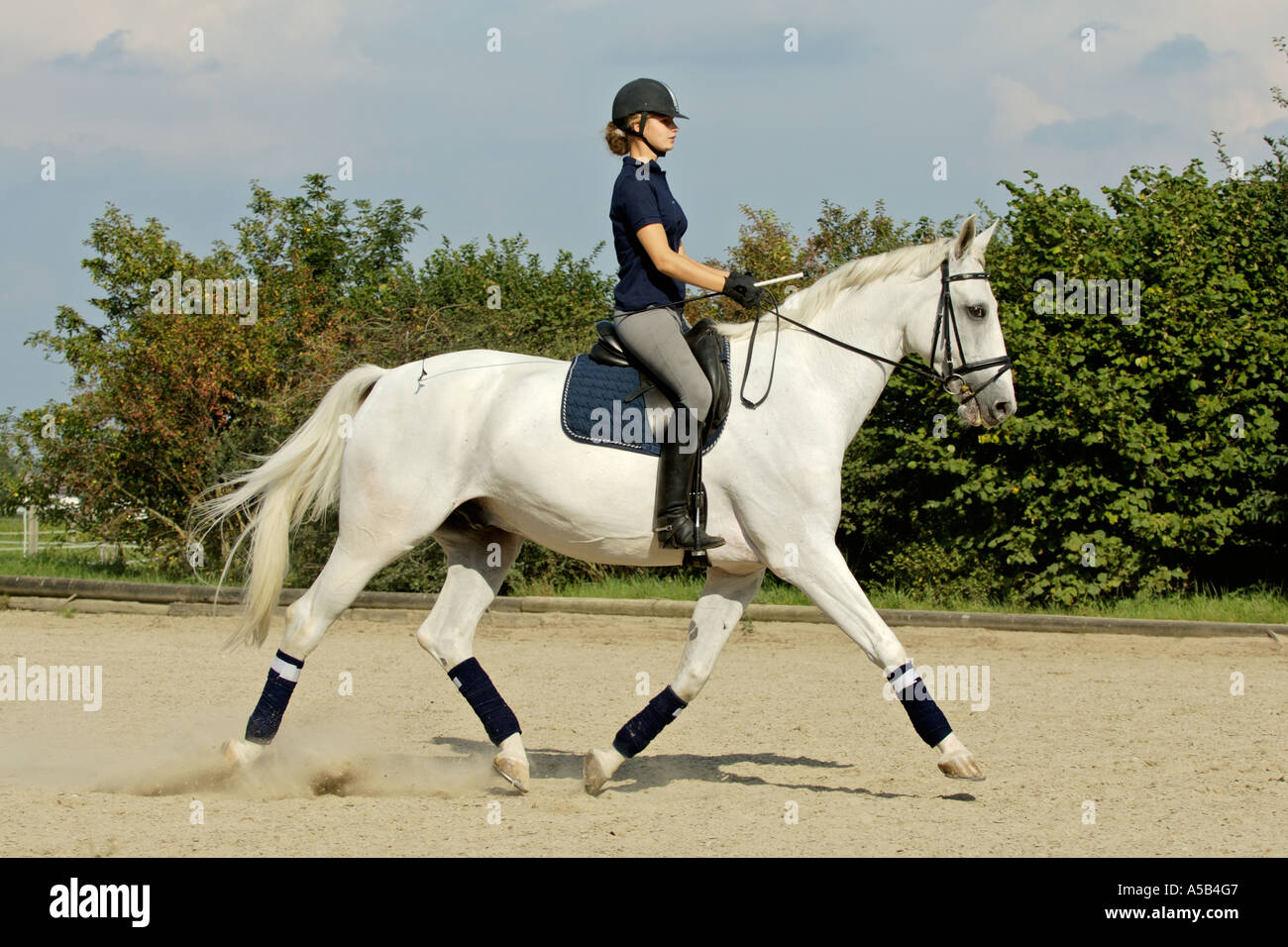 Young dressage rider wearing a riding helmet Stock Photo - Alamy