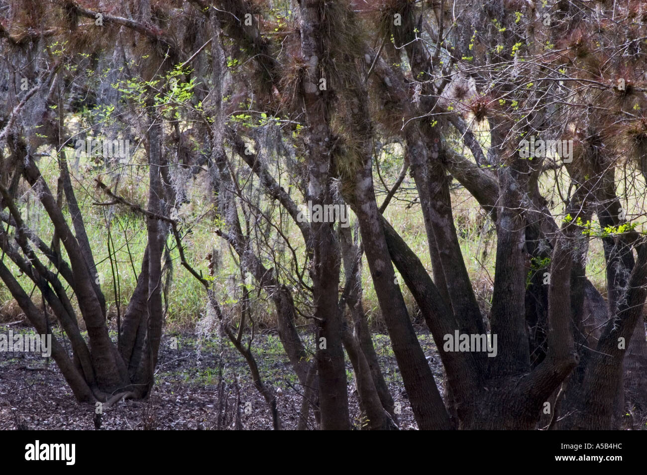 Oak with Spanish moss in spring flood region. Myakka River State Park ...