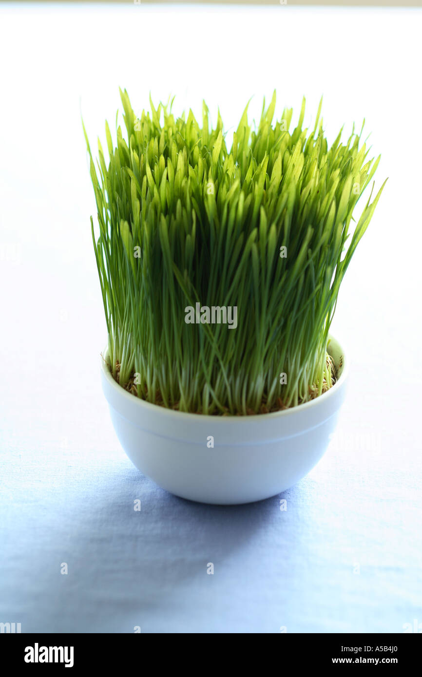 Tall wheatgrass hi-res stock photography and images - Alamy