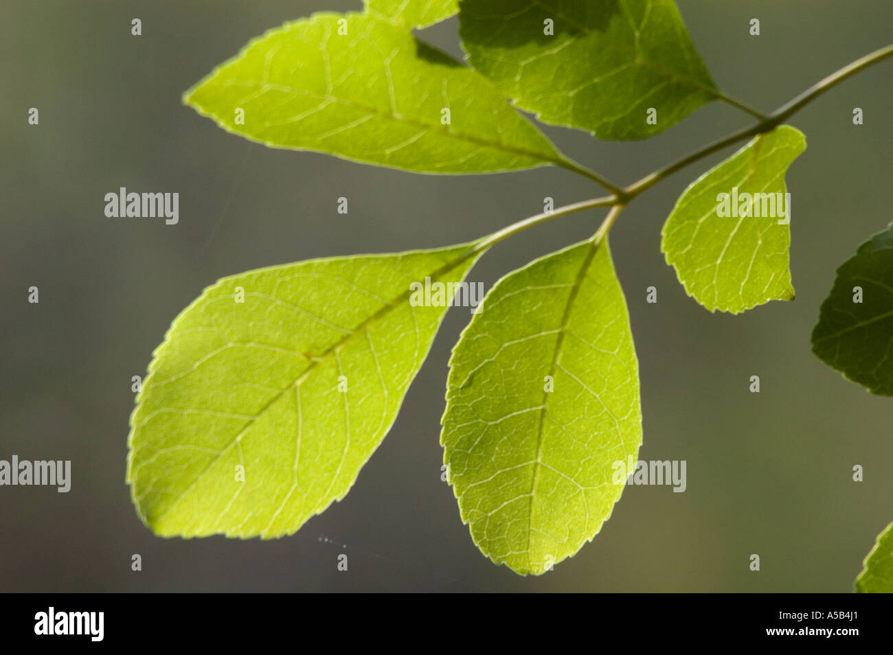 Native laurel oak trees hi-res stock photography and images - Alamy