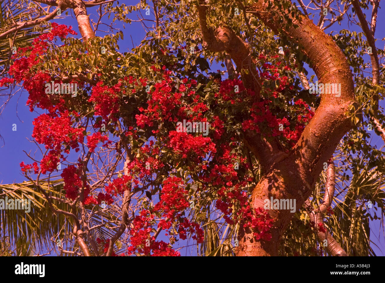 Gumbo limbo tree hi-res stock photography and images - Alamy