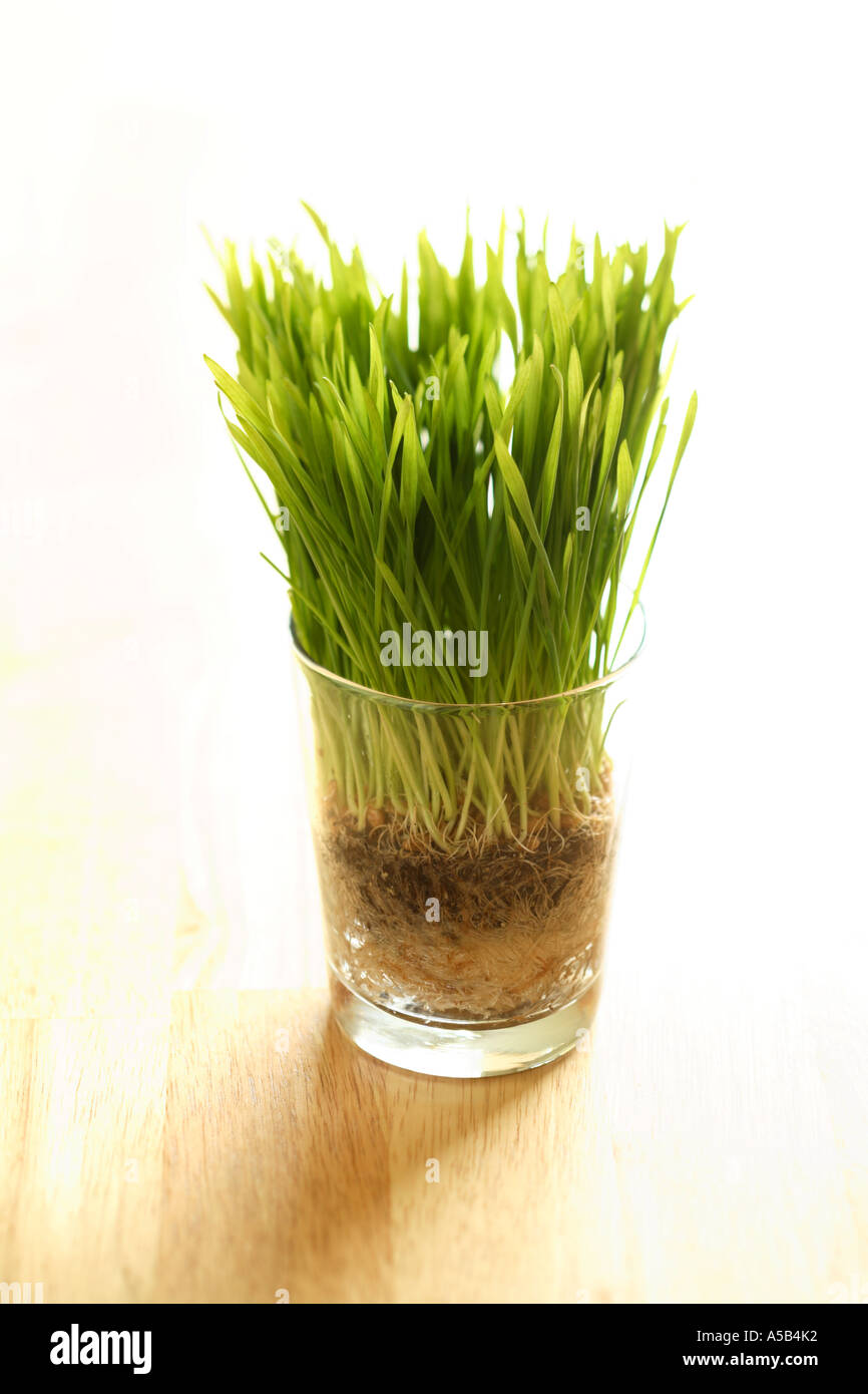 Tall wheatgrass hi-res stock photography and images - Alamy