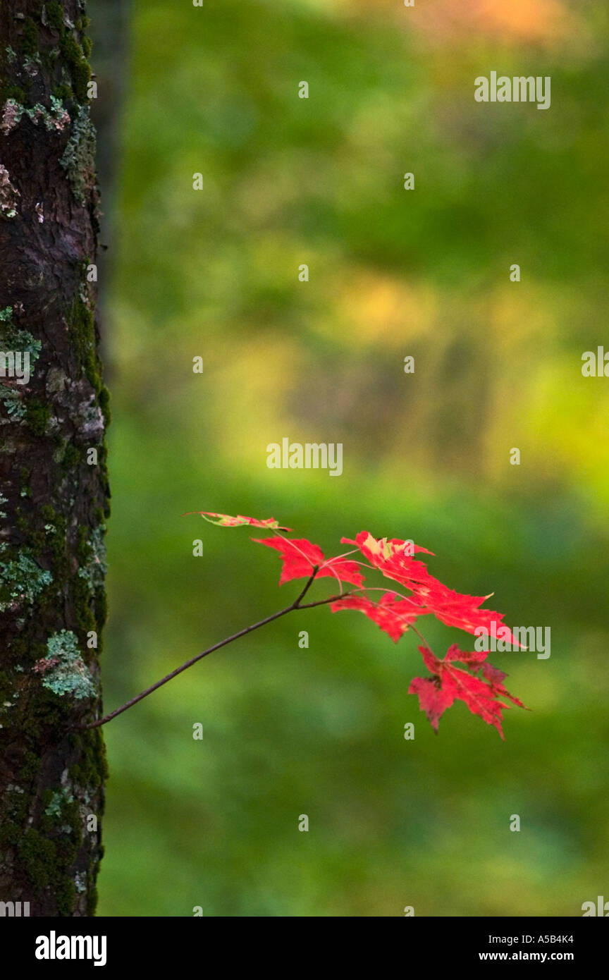 Maple leaf great smoky mountains national park hi-res stock photography ...