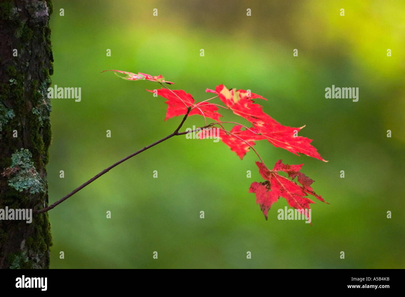 Red maple (Acer rubrum) Maple leaves growing from tree trunk Great ...