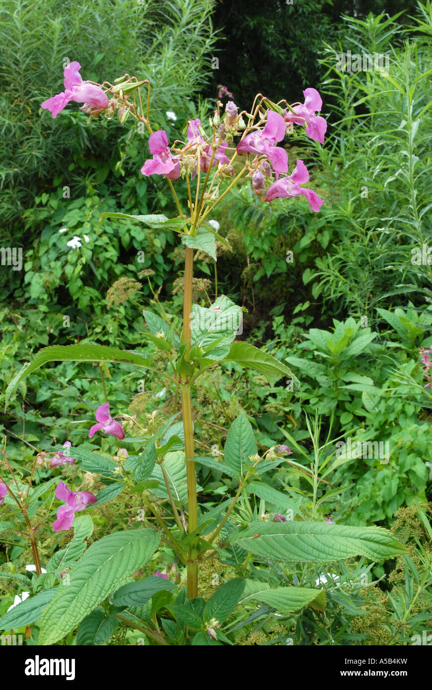 Himalayan Balsam showing detail of whole flowering plant in habitat ...