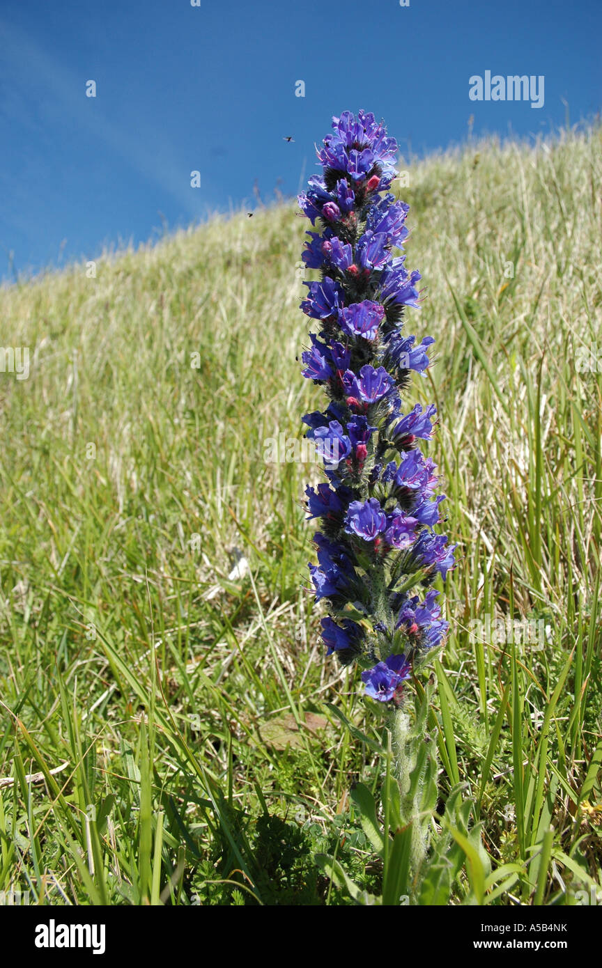 Viper’s Bugloss a strong flower spike Stock Photo - Alamy
