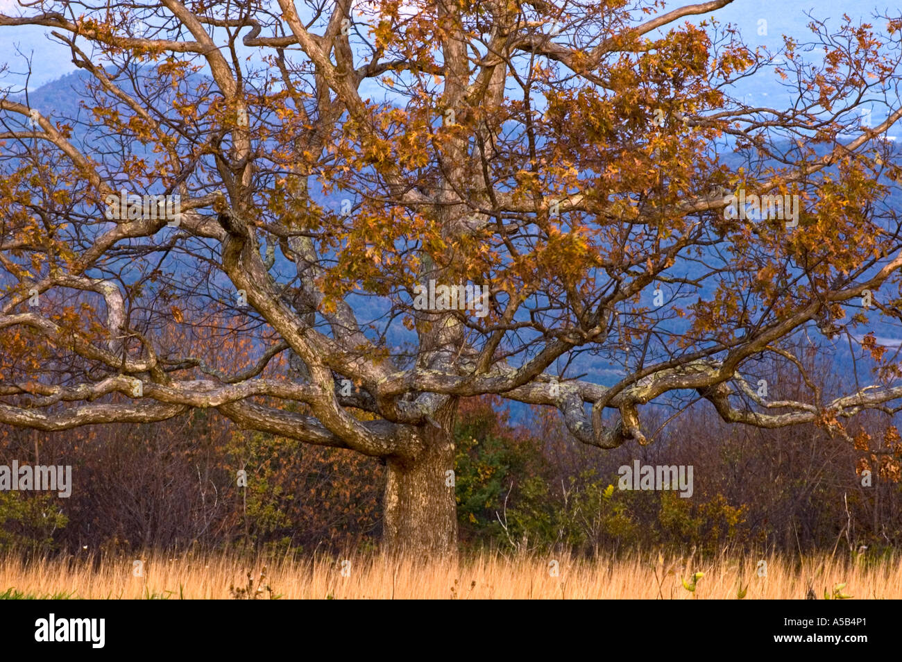 Oak tree and grasses in the Big Meadows Shenandoah National Park VA ...