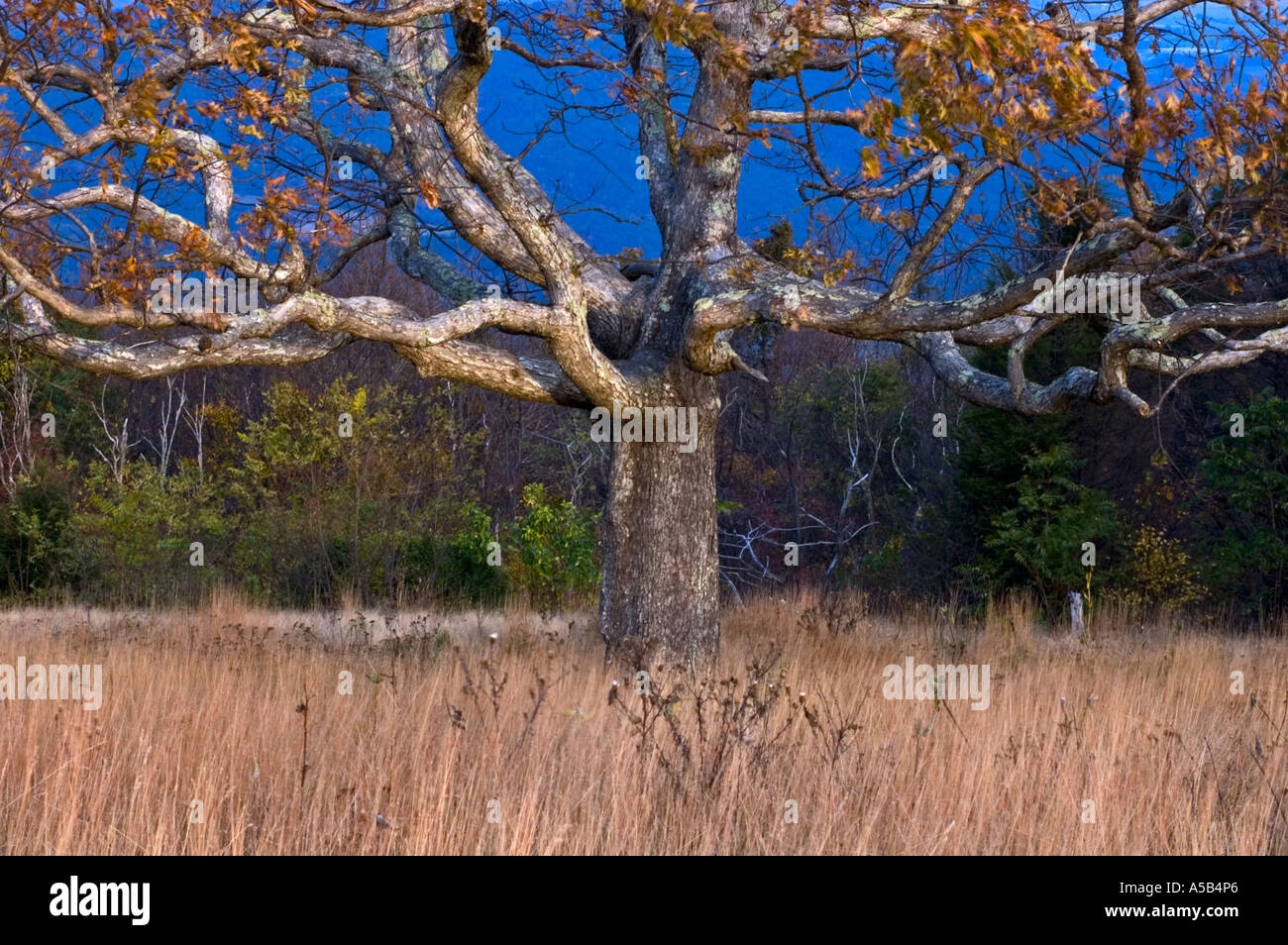 Oak tree and grasses in the Big Meadows Shenandoah National Park VA ...