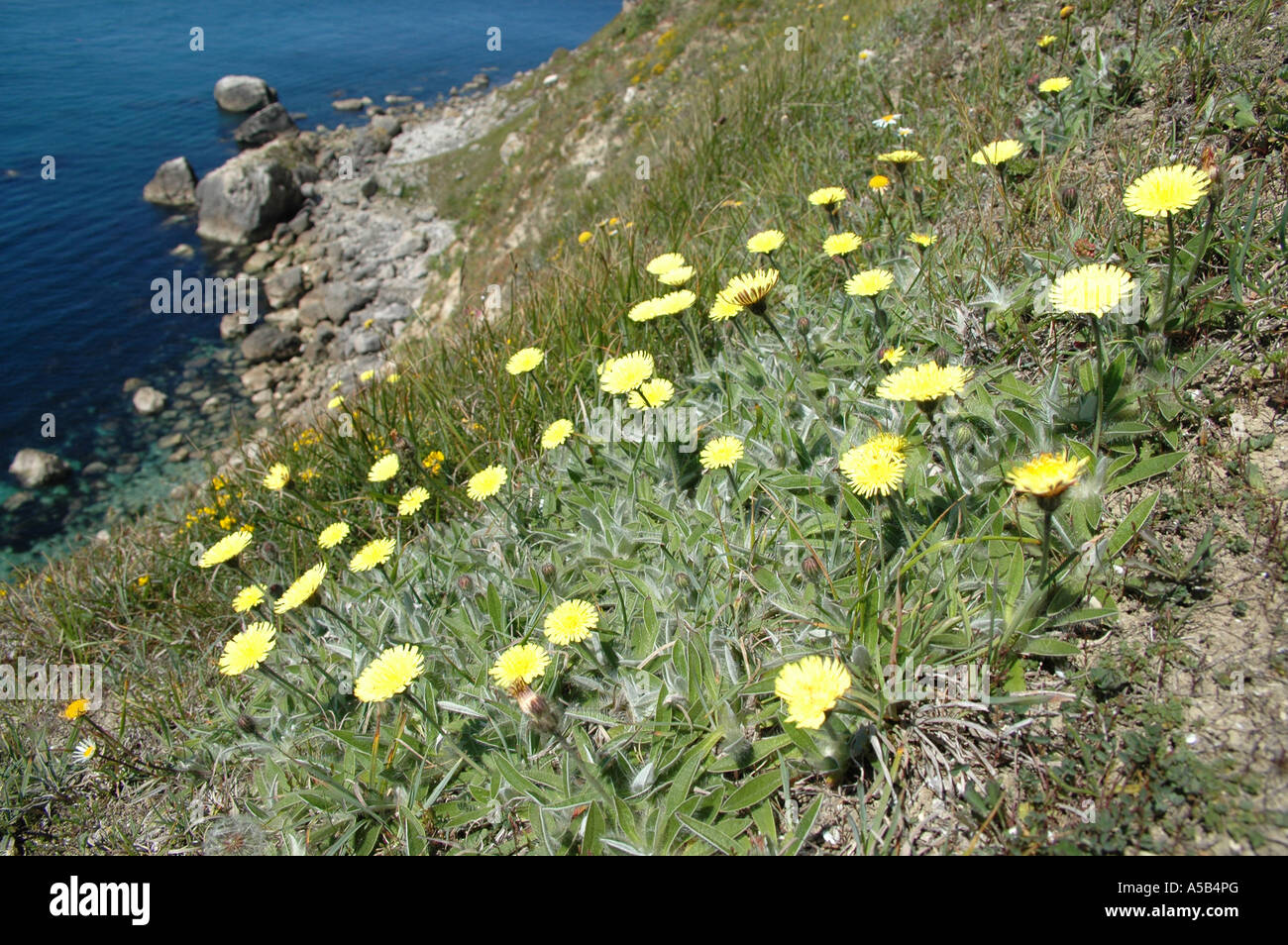 Mouse-eared Hawkweed flowers and vegetation overlooking the sea Stock ...
