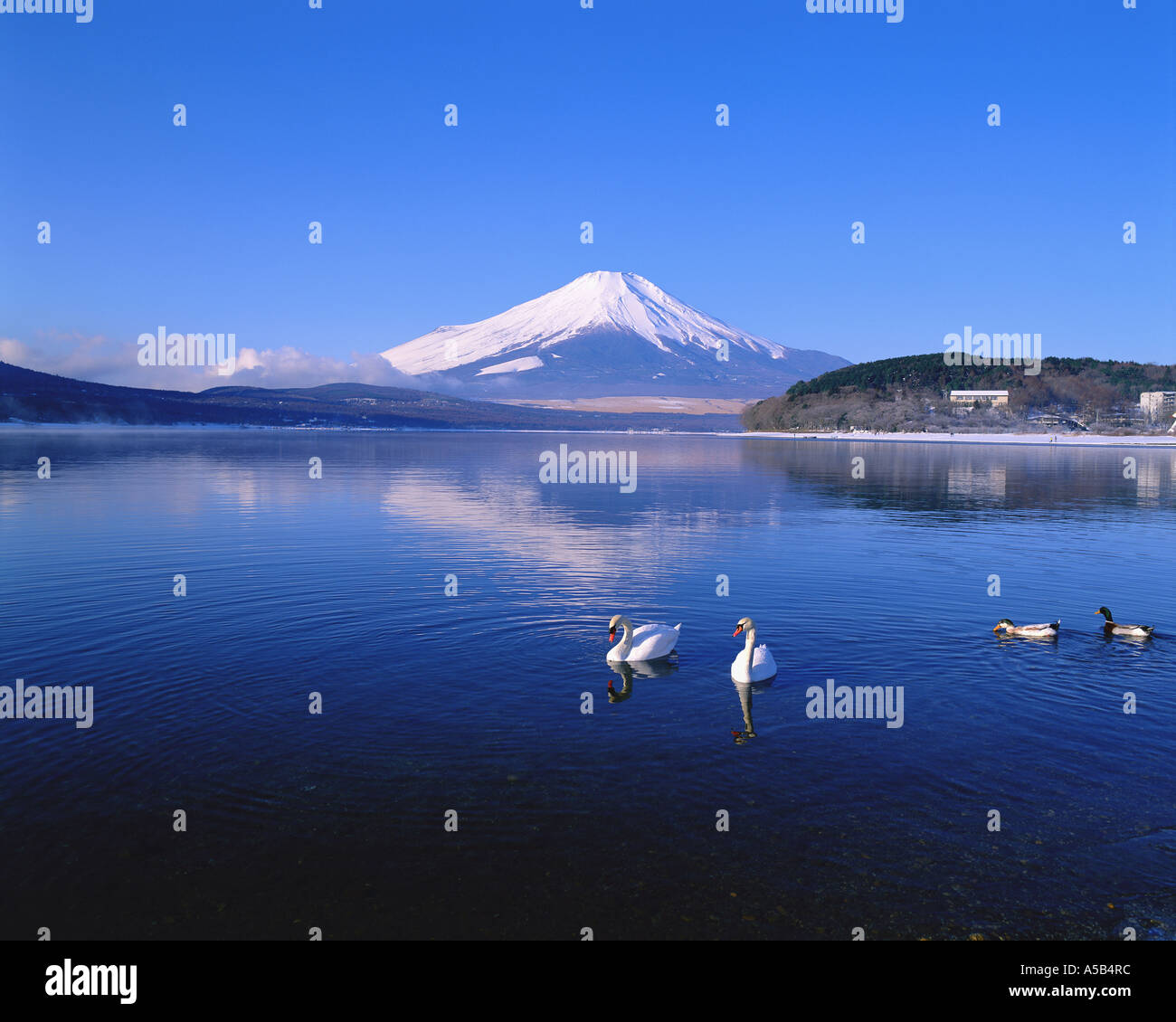 Swan swimming in front of Mt Fuji Japan Stock Photo - Alamy