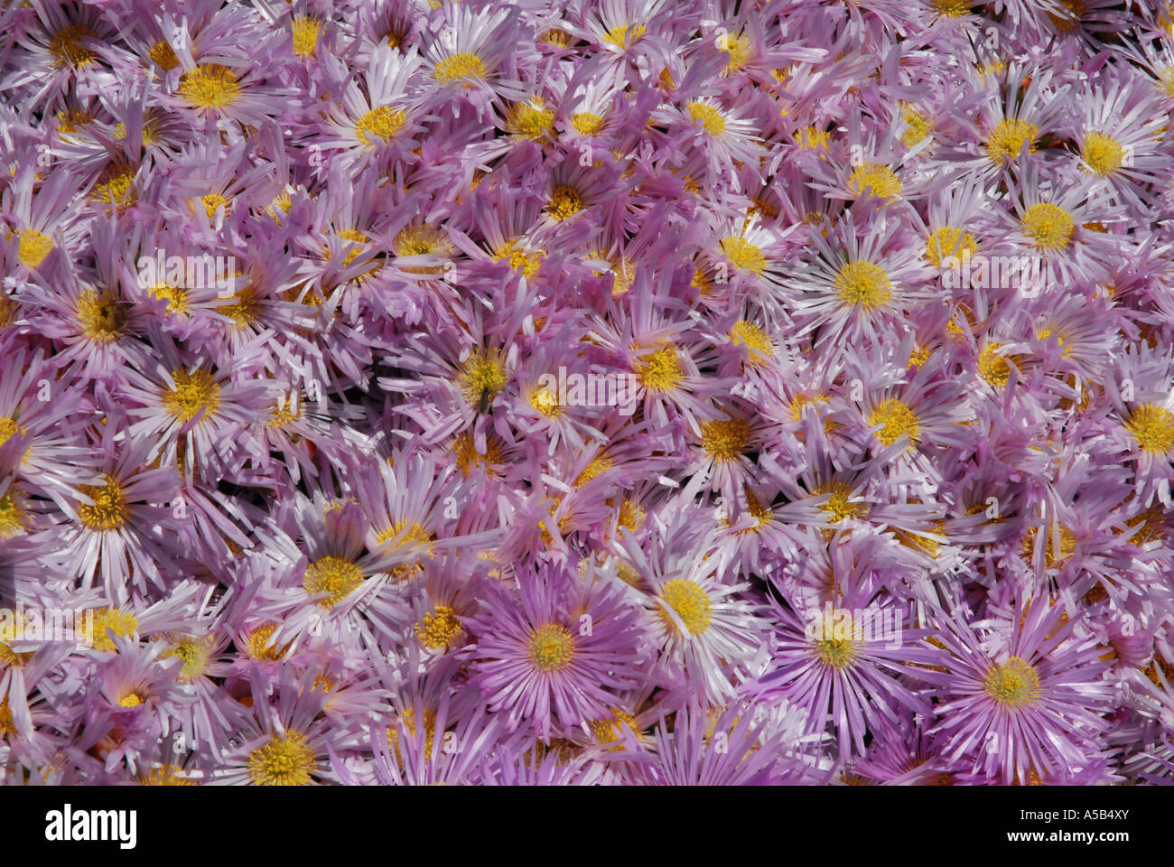 A dense patch of Hottentot Fig flowers Stock Photo - Alamy