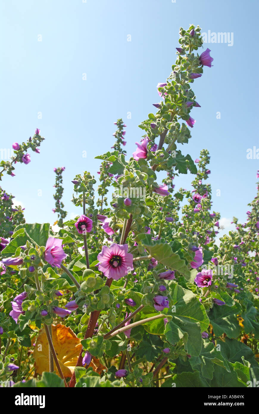 Purple mallow lavatera arborea hi-res stock photography and images - Alamy