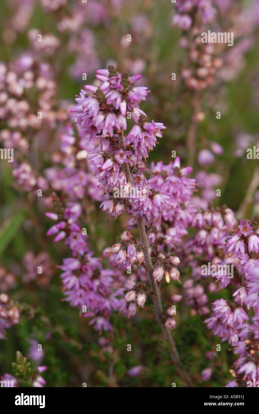 Detail of Heather in close up Stock Photo - Alamy