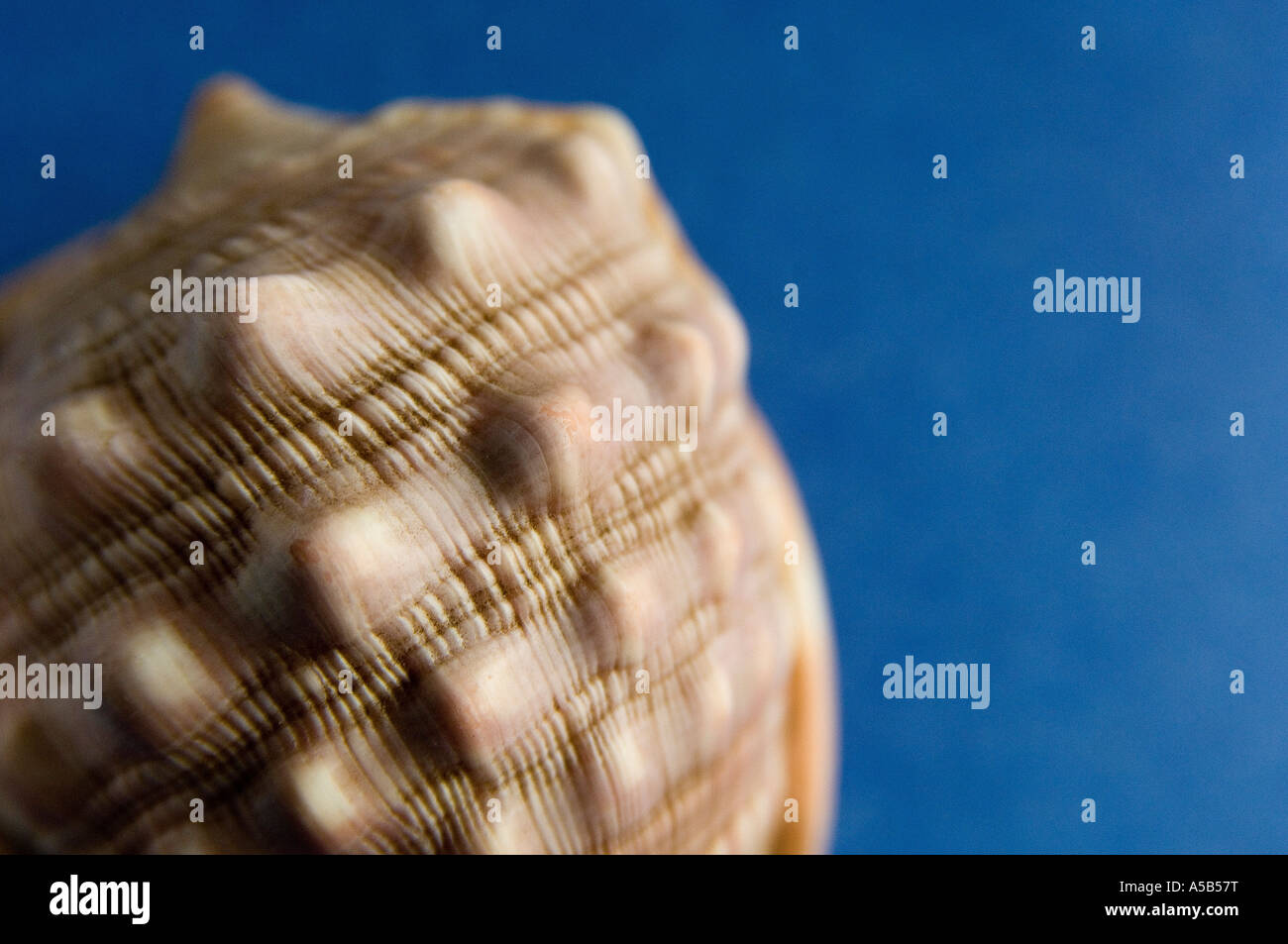 Close-up of textured seashell Stock Photo - Alamy