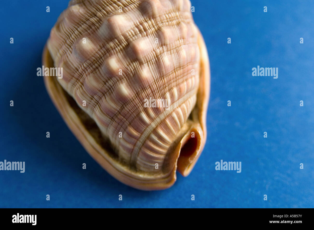 Seashell detail on blue Stock Photo - Alamy