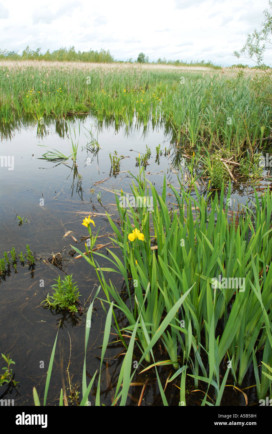 Marshland with Reedmace and Yellow Flag Iris Stock Photo - Alamy