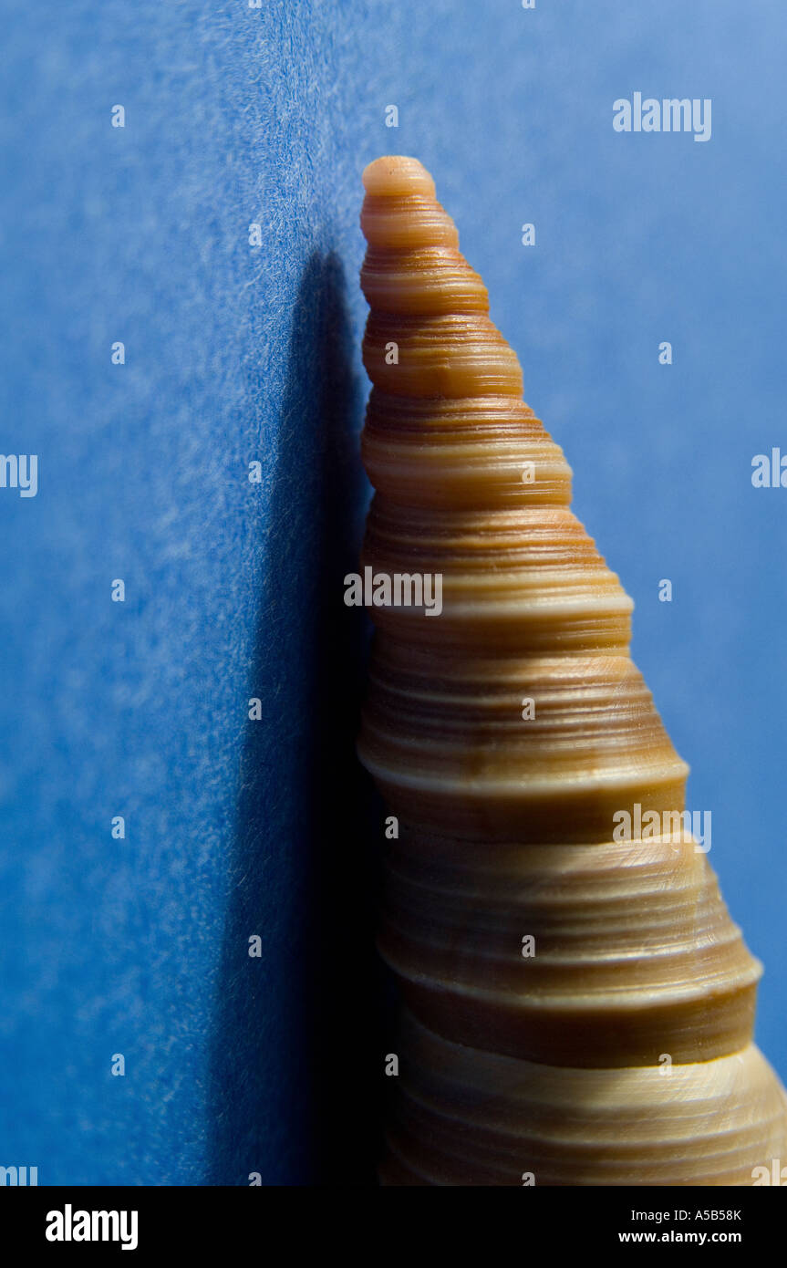 Pointy seashell hi-res stock photography and images - Alamy
