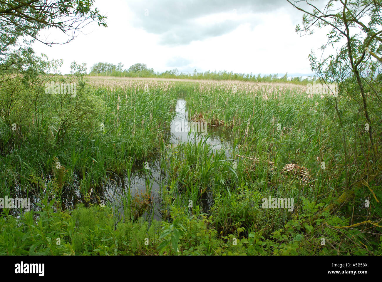 Marshland with Reedmace Stock Photo - Alamy