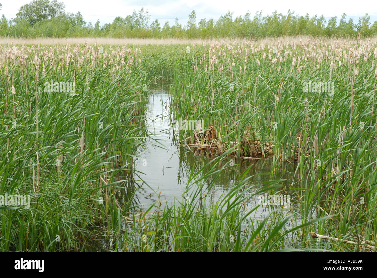 Marshland with Reedmace Stock Photo - Alamy
