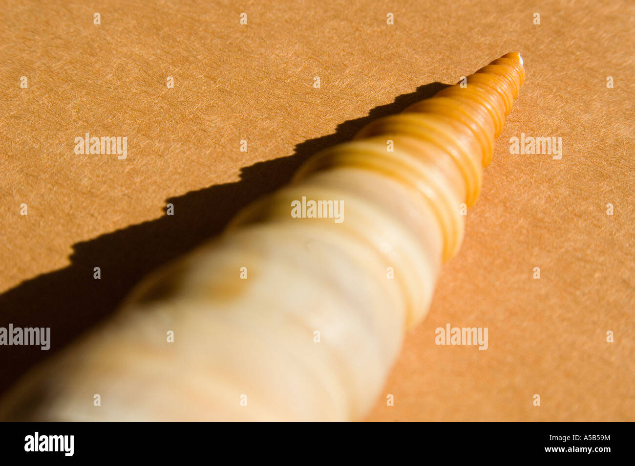 Close-up of pointy seashell Stock Photo - Alamy