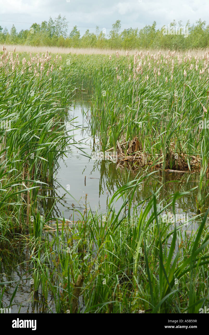 Marshland with Reedmace Stock Photo - Alamy