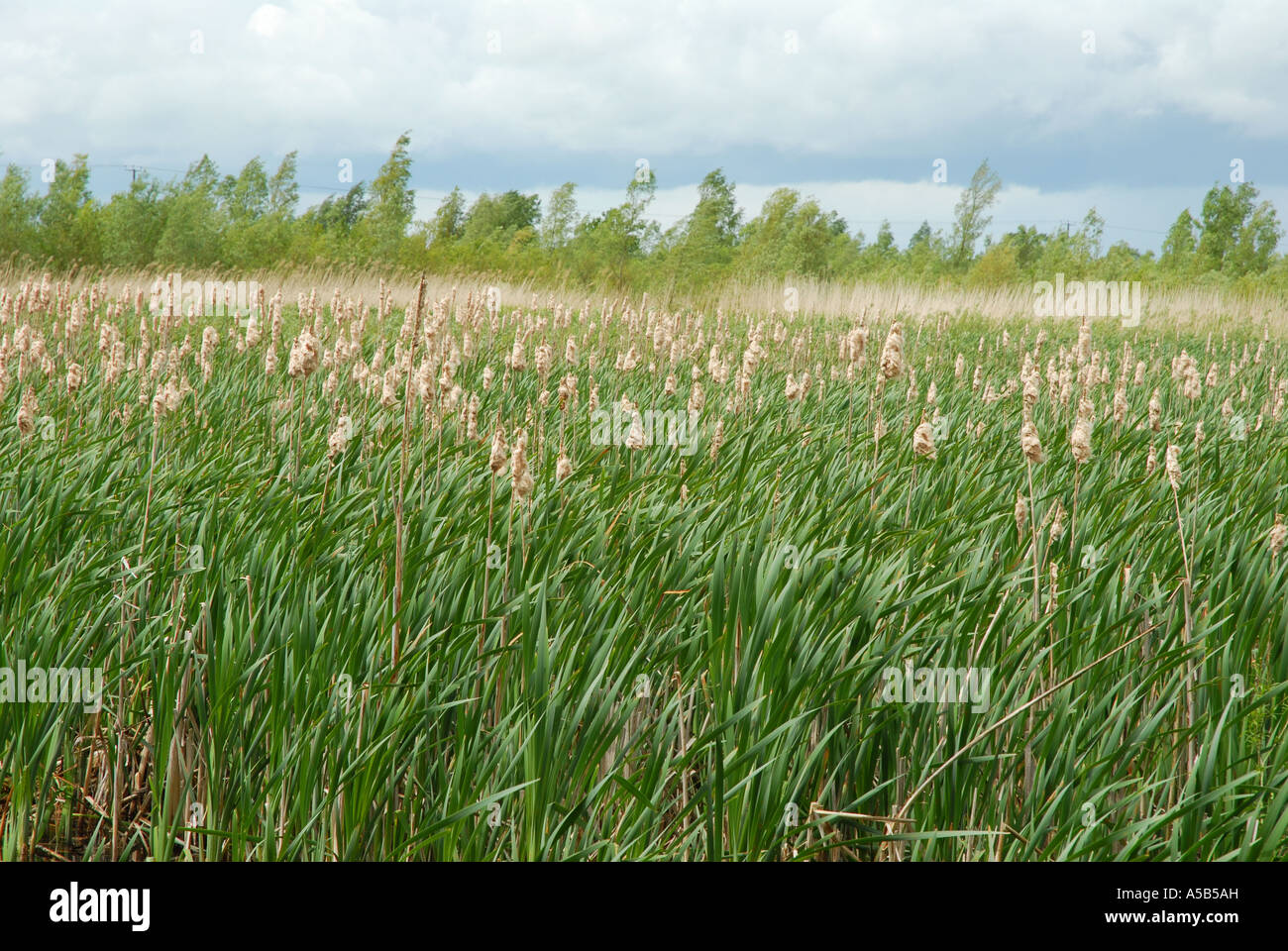 Mass of Reedmace in marshland Stock Photo - Alamy