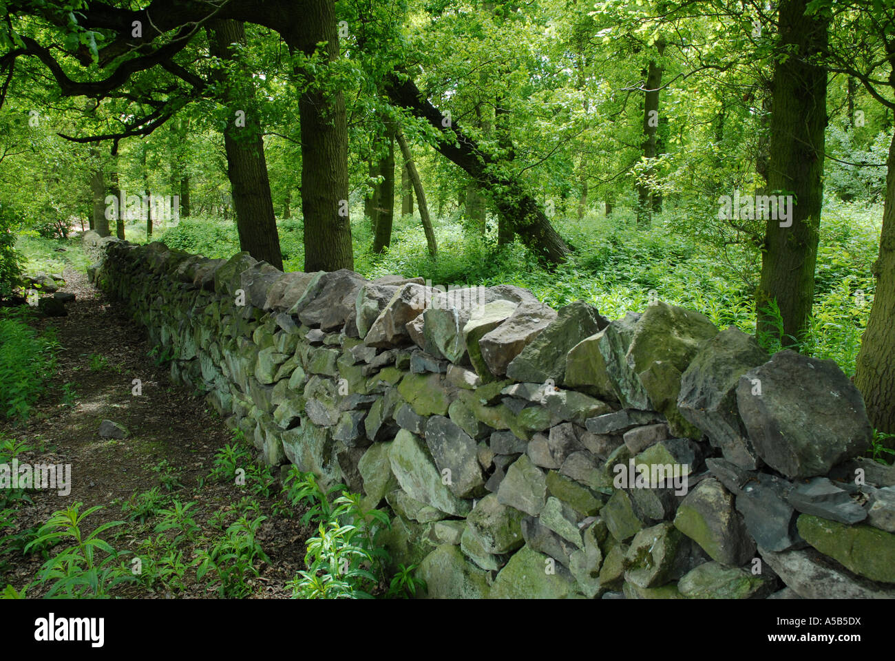 Stone wall new england forest hi-res stock photography and images - Alamy