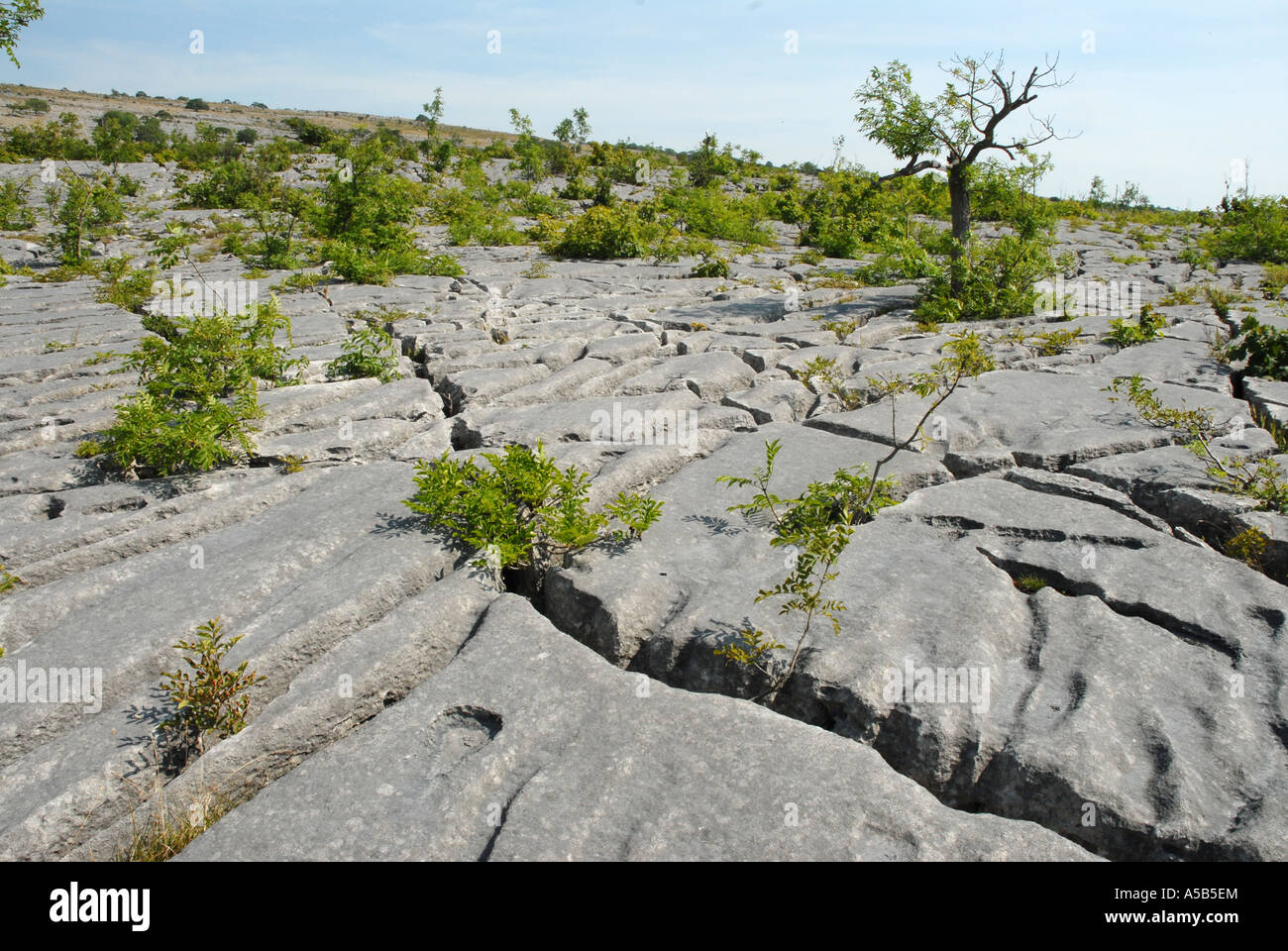A classic view across typical Limestone Pavement Stock Photo - Alamy