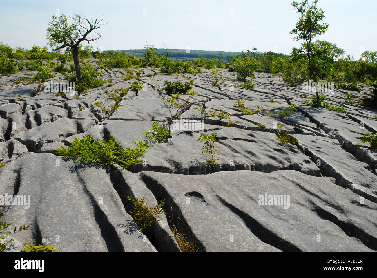A classic view across typical Limestone Pavement Stock Photo - Alamy