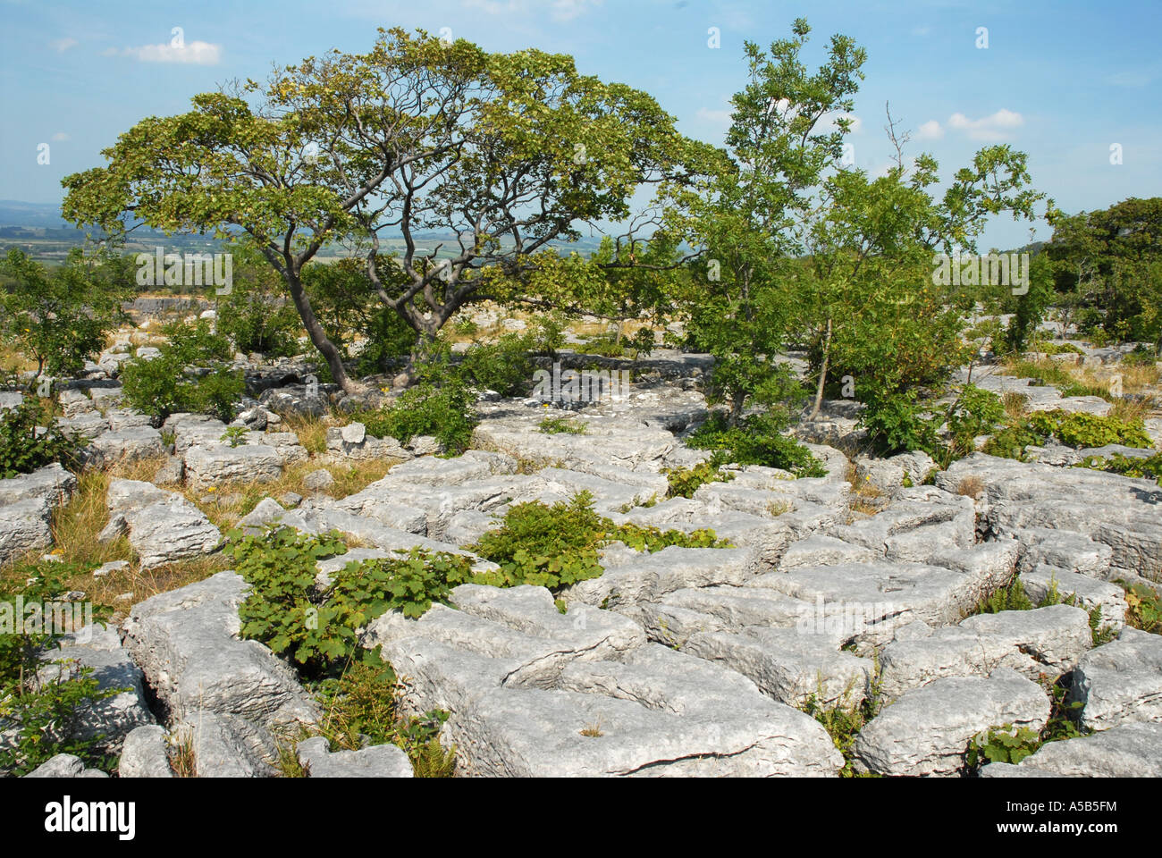 A classic view across typical Limestone Pavement Stock Photo - Alamy