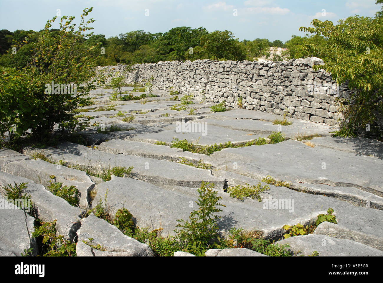 A classic view across typical Limestone Pavement with dry stone wall ...