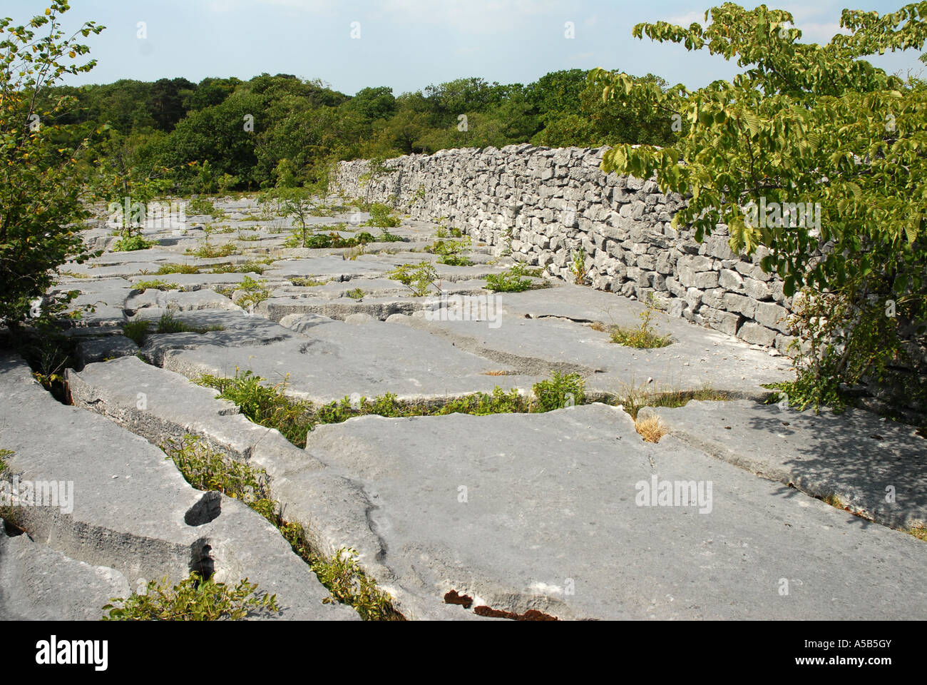 A classic view across typical Limestone Pavement with dry stone wall ...