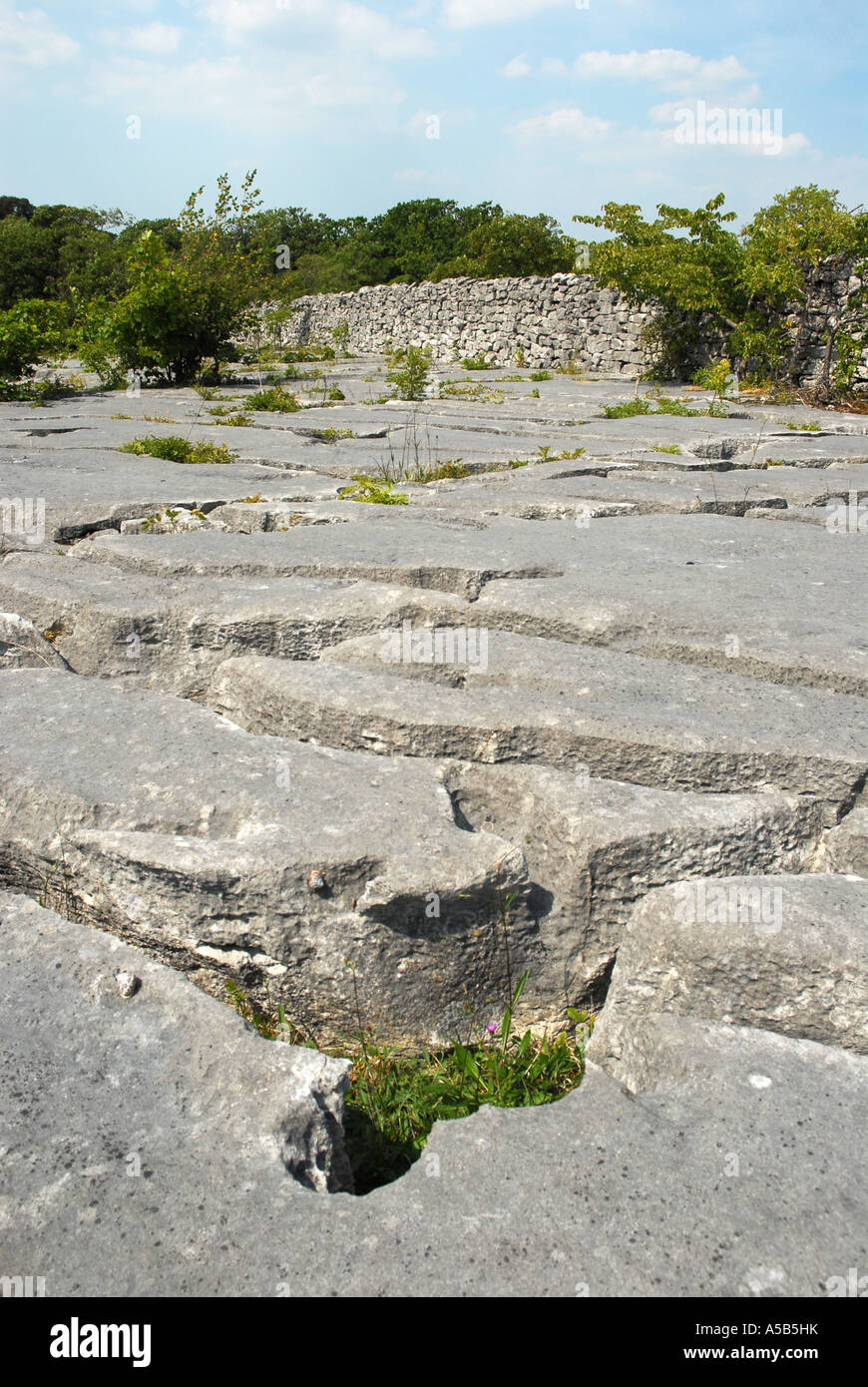 A classic view across typical Limestone Pavement with dry stone wall ...