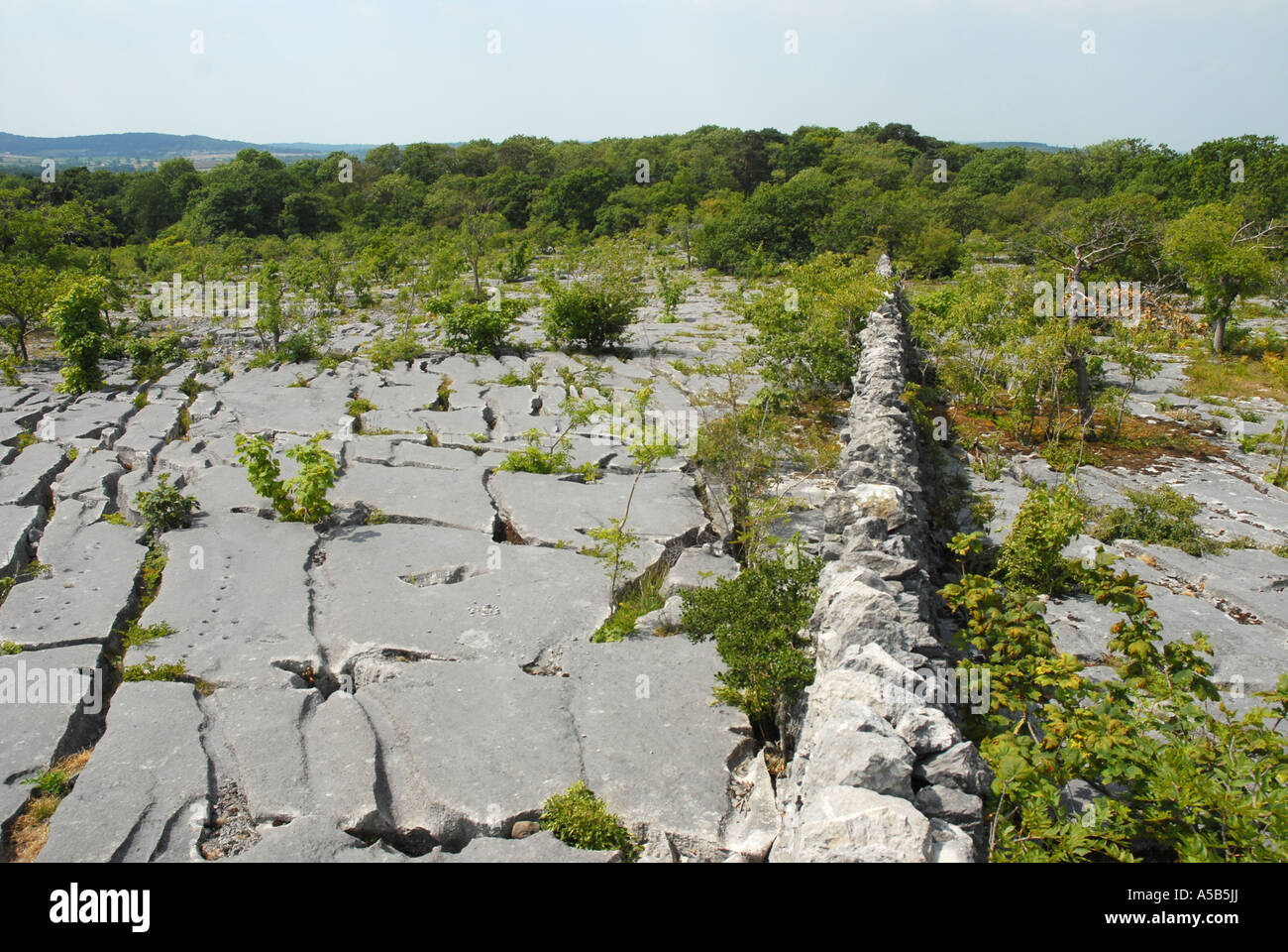 A classic view across typical Limestone Pavement with dry stone wall ...