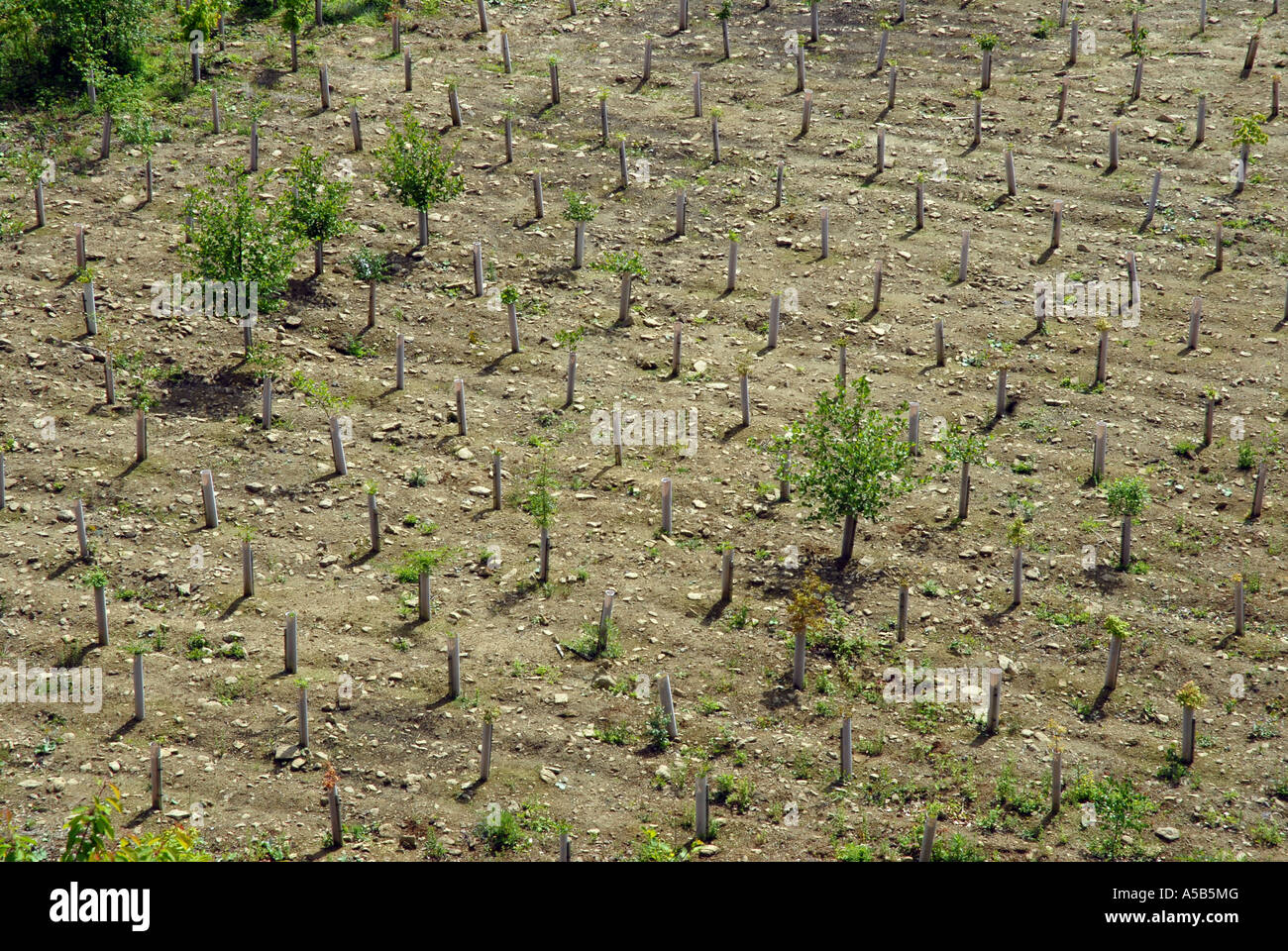 Rows planted trees on hi-res stock photography and images - Alamy