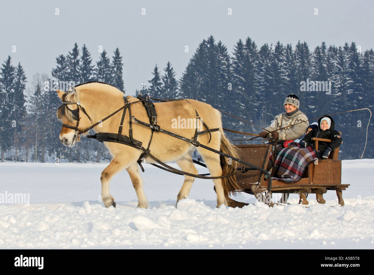 Sleigh riding with a "Norwegian horse Stock Photo - Alamy