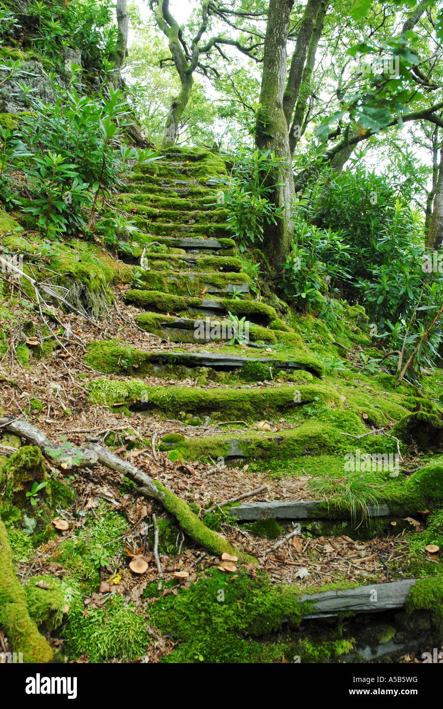 Slate stairs steps hi-res stock photography and images - Alamy