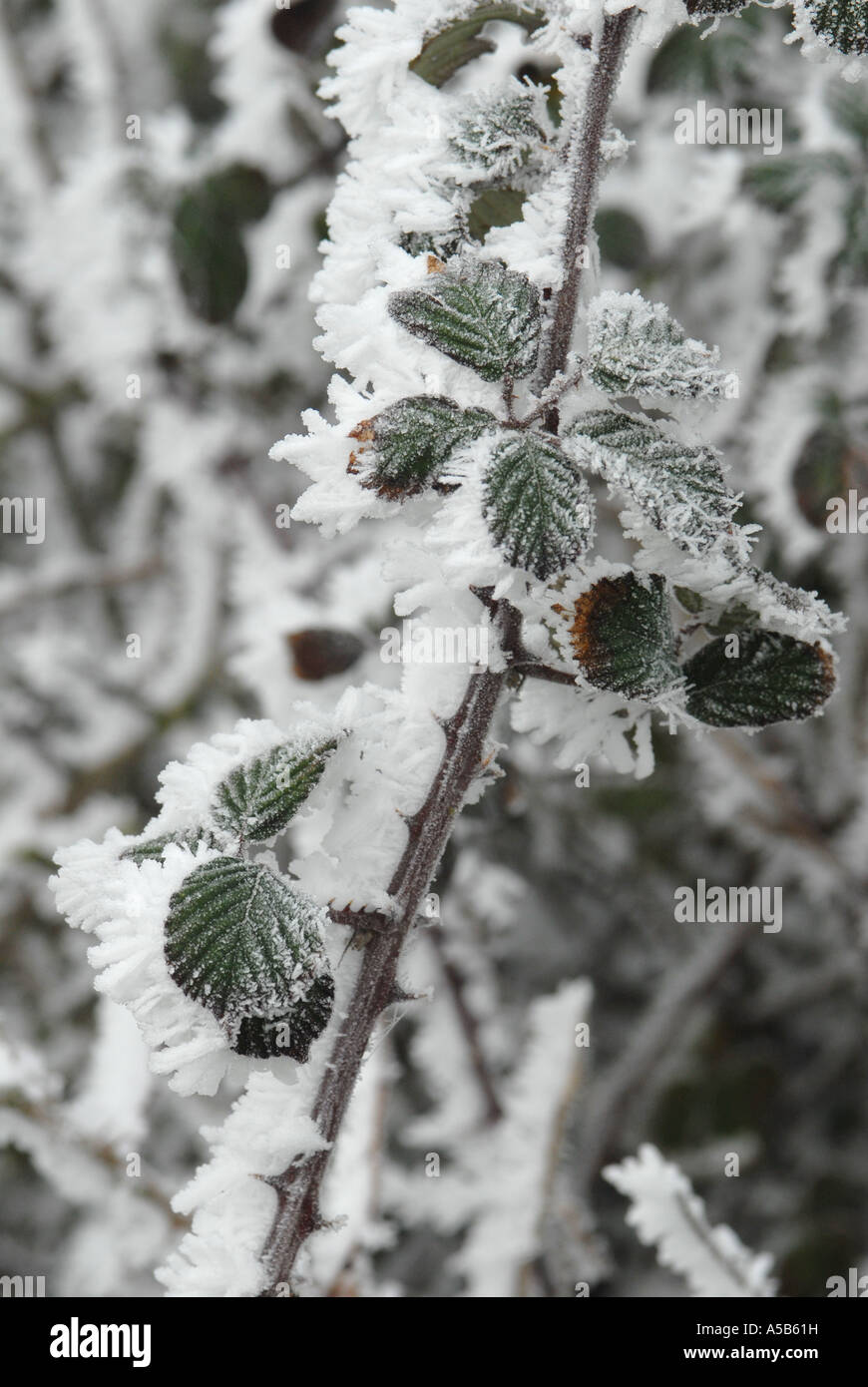 Icy leaf shapes hi-res stock photography and images - Alamy