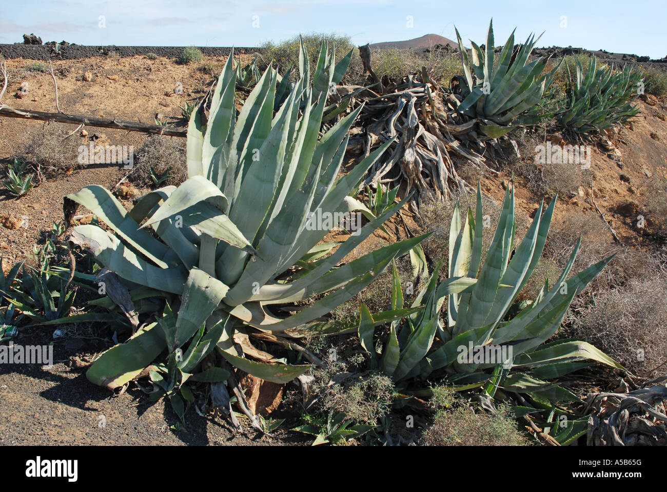Sisal plant hi-res stock photography and images - Alamy