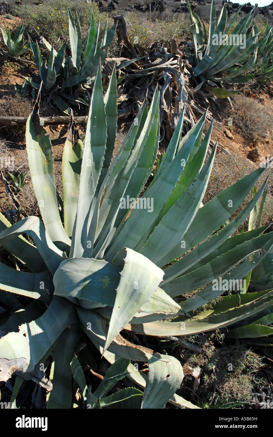 Sisal hemp agave sisalana hi-res stock photography and images - Alamy