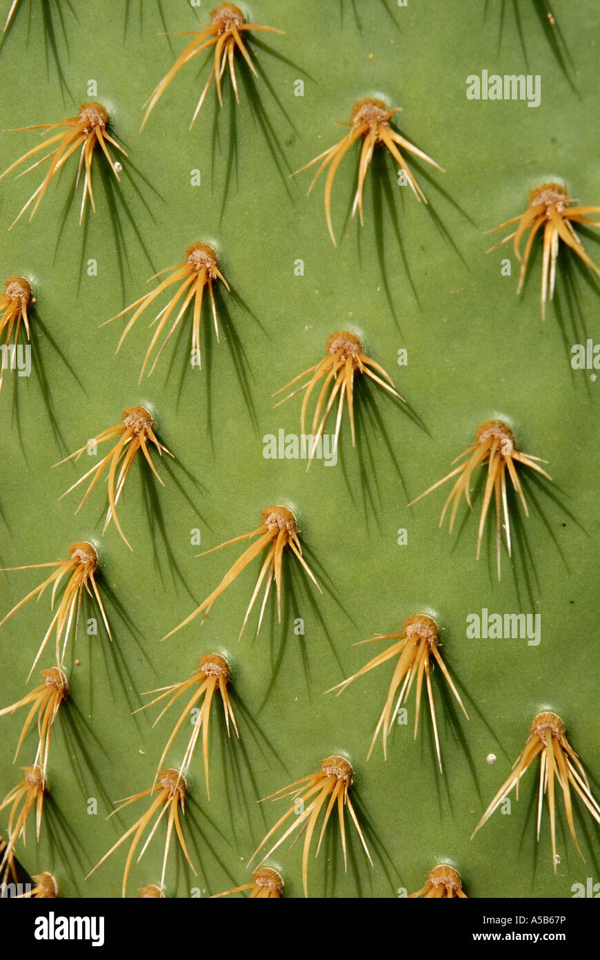 Very close on Cactus thorns Stock Photo - Alamy