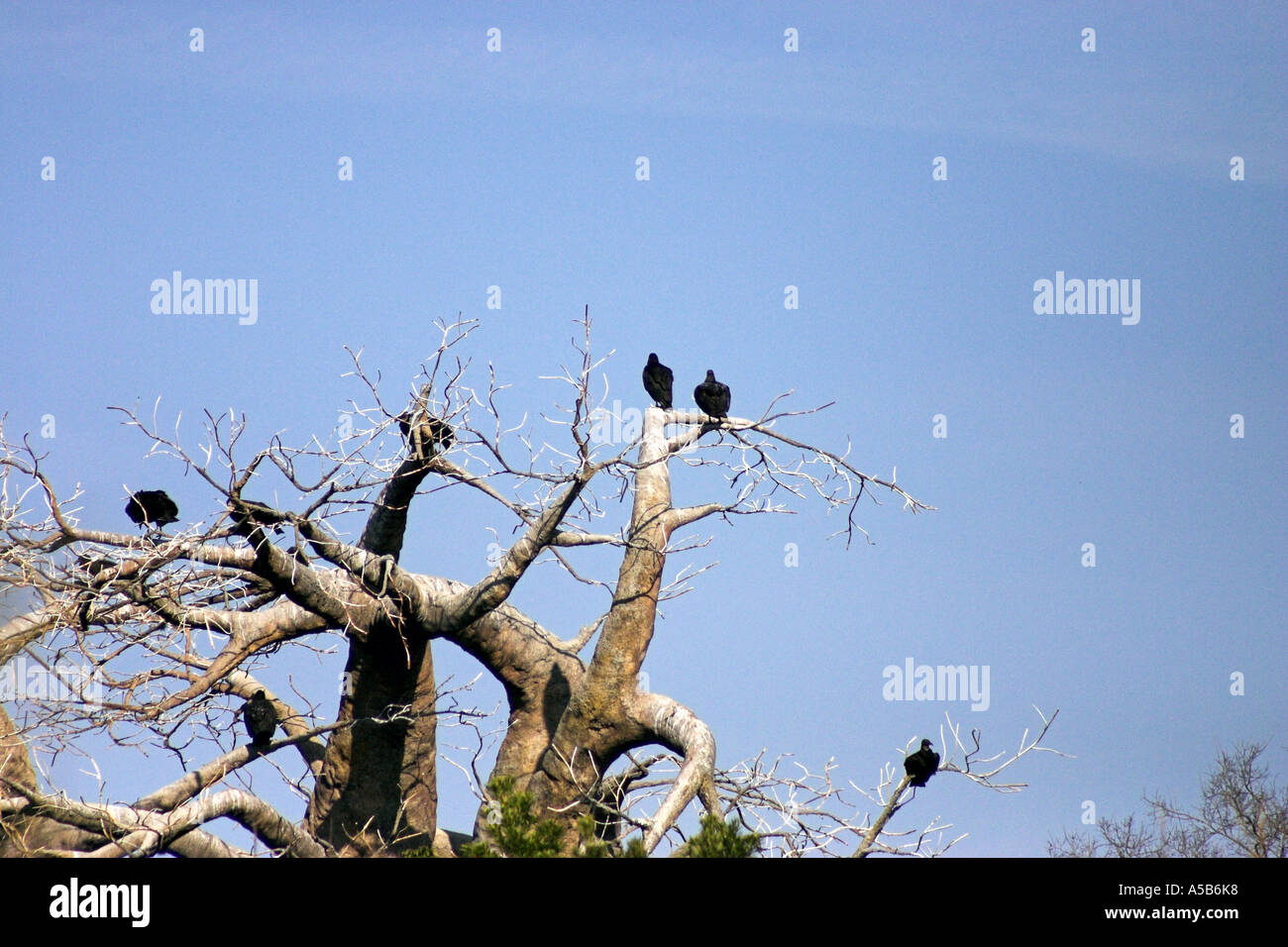 Black Birds on tree branches Stock Photo - Alamy