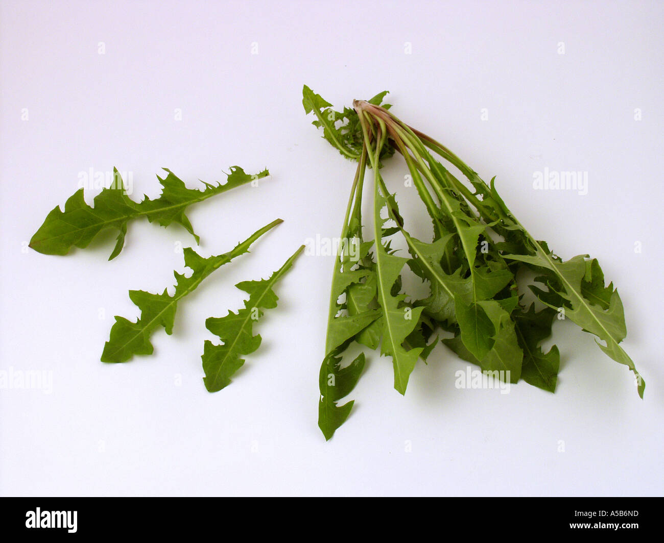 Dandelion salad cut hi-res stock photography and images - Alamy
