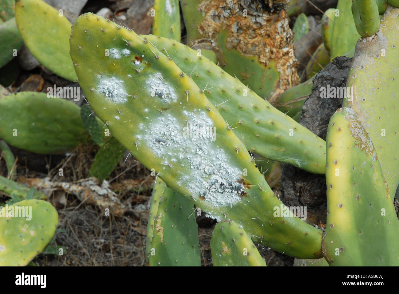 Cacti being grown for Cochineal Beetle farming on Lanzarote Stock Photo ...