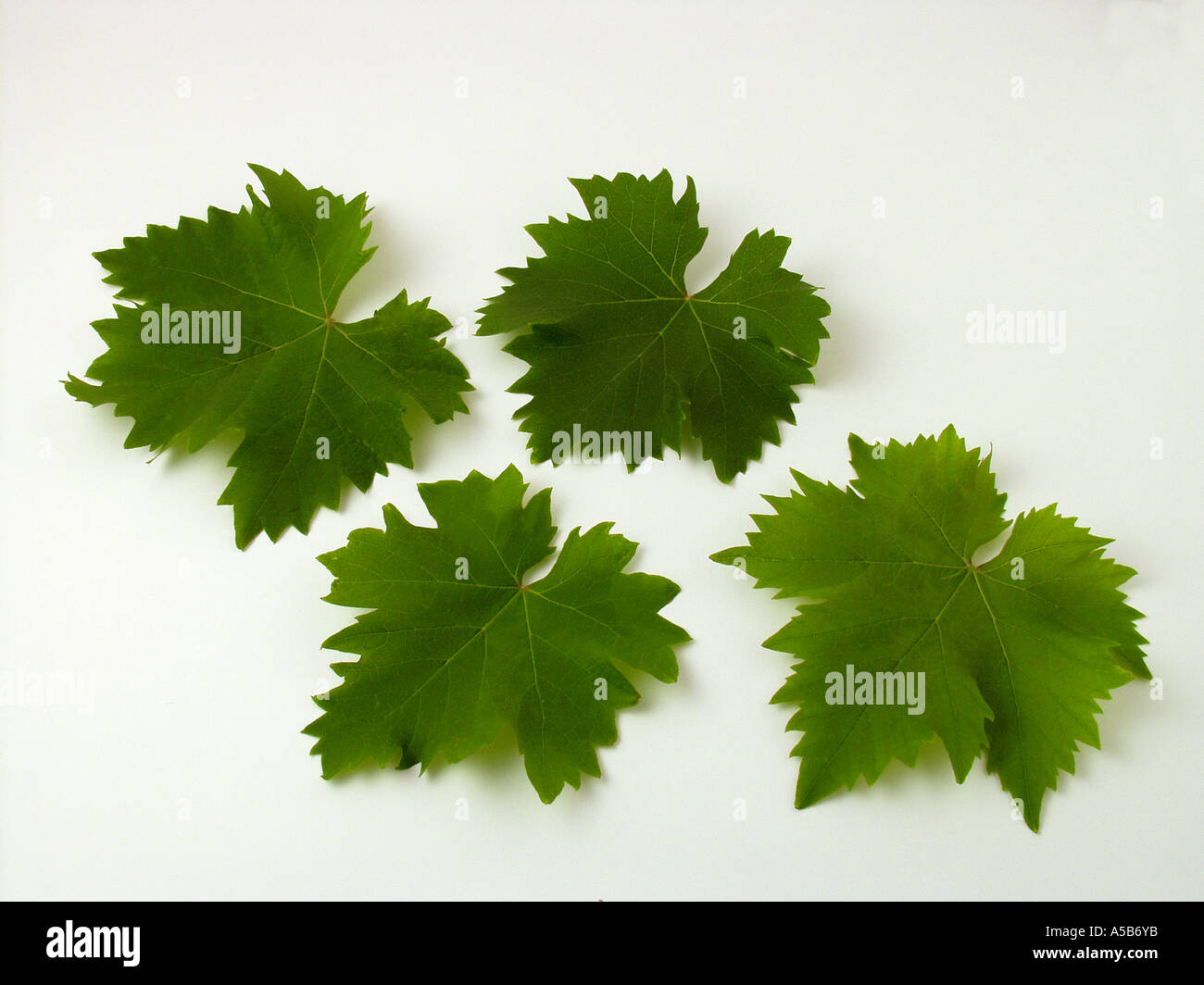 Grape vine leaf detail Cut Out Stock Images & Pictures - Alamy